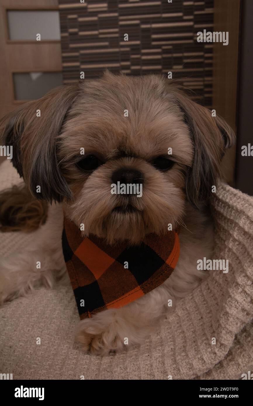 photo, dog, animal, adorable, breed, pet, indoor, small, living room ...