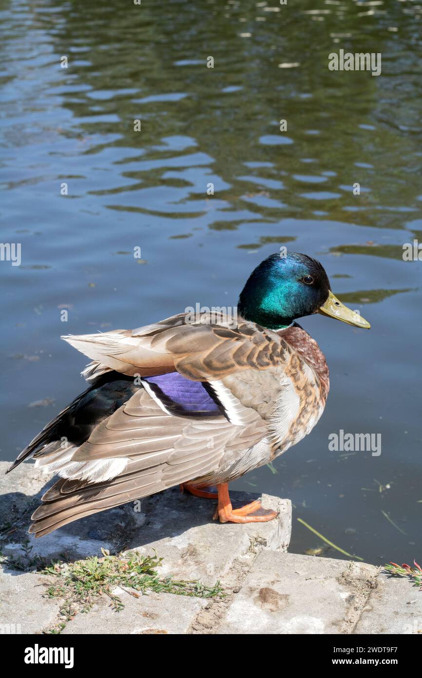 Tranquil lakeside scene mallard duck hi-res stock photography and ...