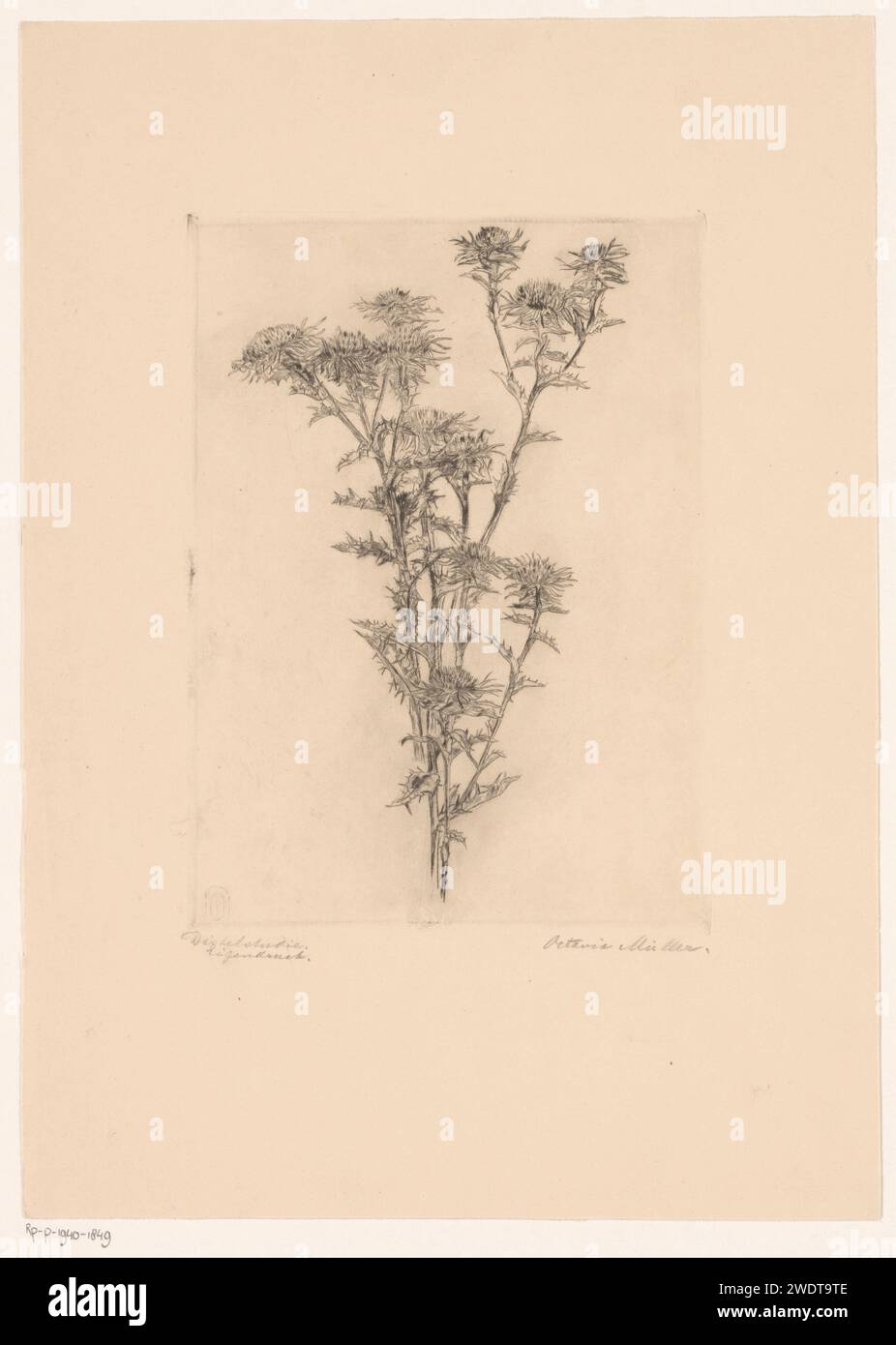 Octavia cornelia suzanna hofstede de groot hi-res stock photography and ...