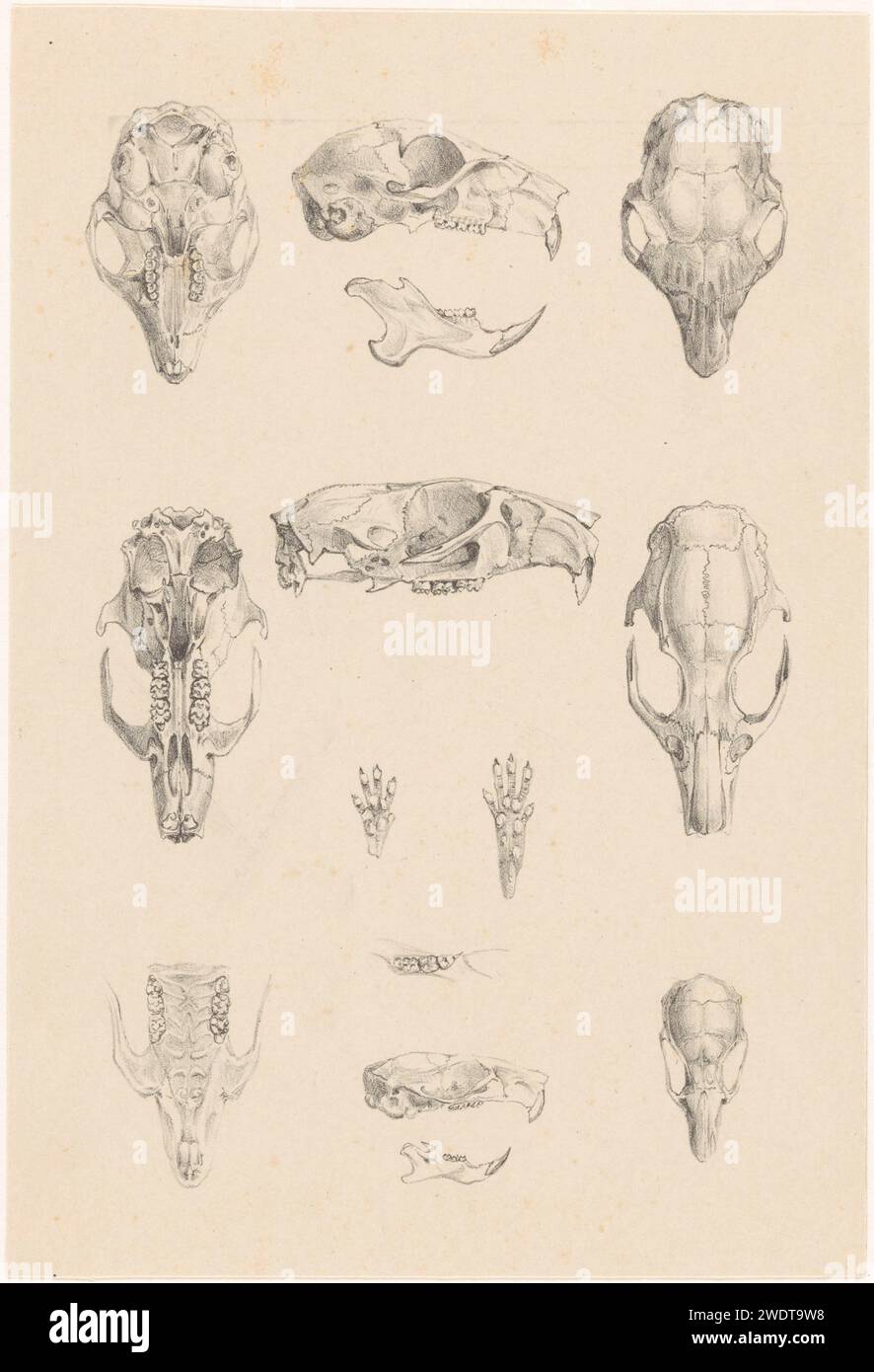 Rodent skulls hi-res stock photography and images - Alamy