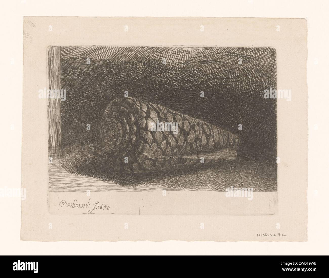 Rembrandt shell hi-res stock photography and images - Alamy