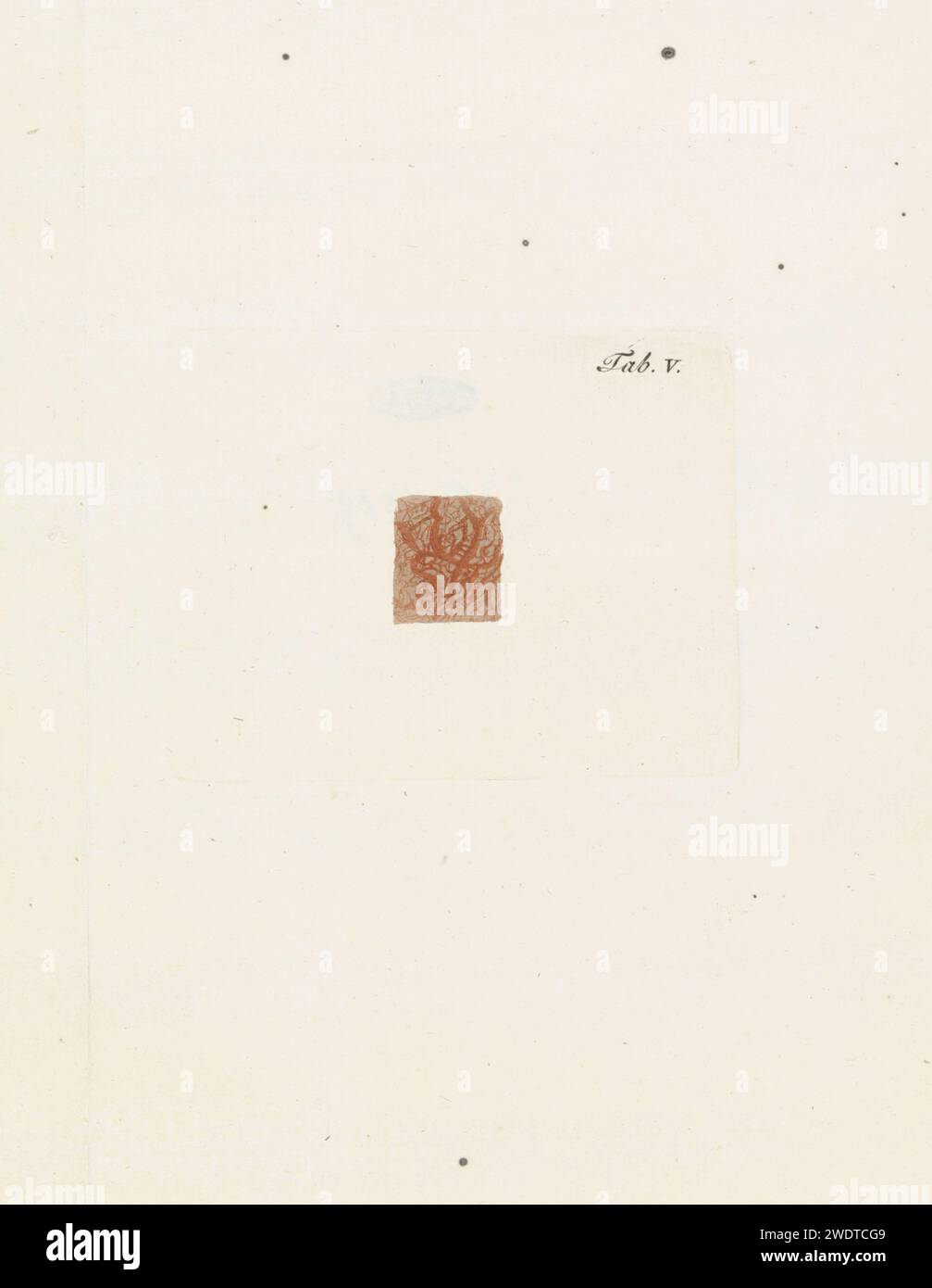 Anatomical Image, Robbert Muys, 1785 print Anatomical image. Top right ...