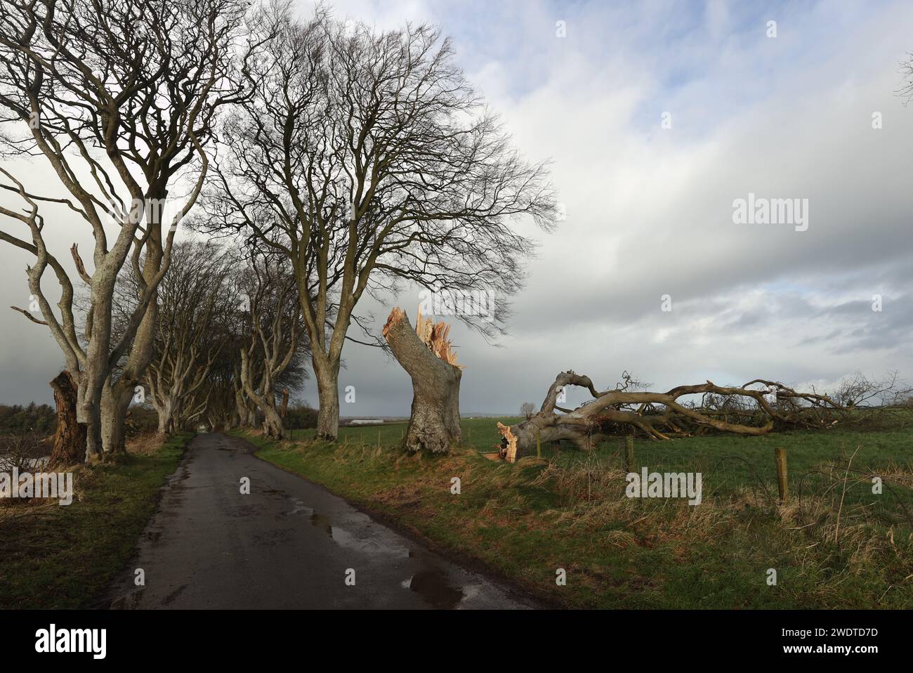 One of a number of trees in Northern Ireland made famous by the TV series Game Of Thrones that ...