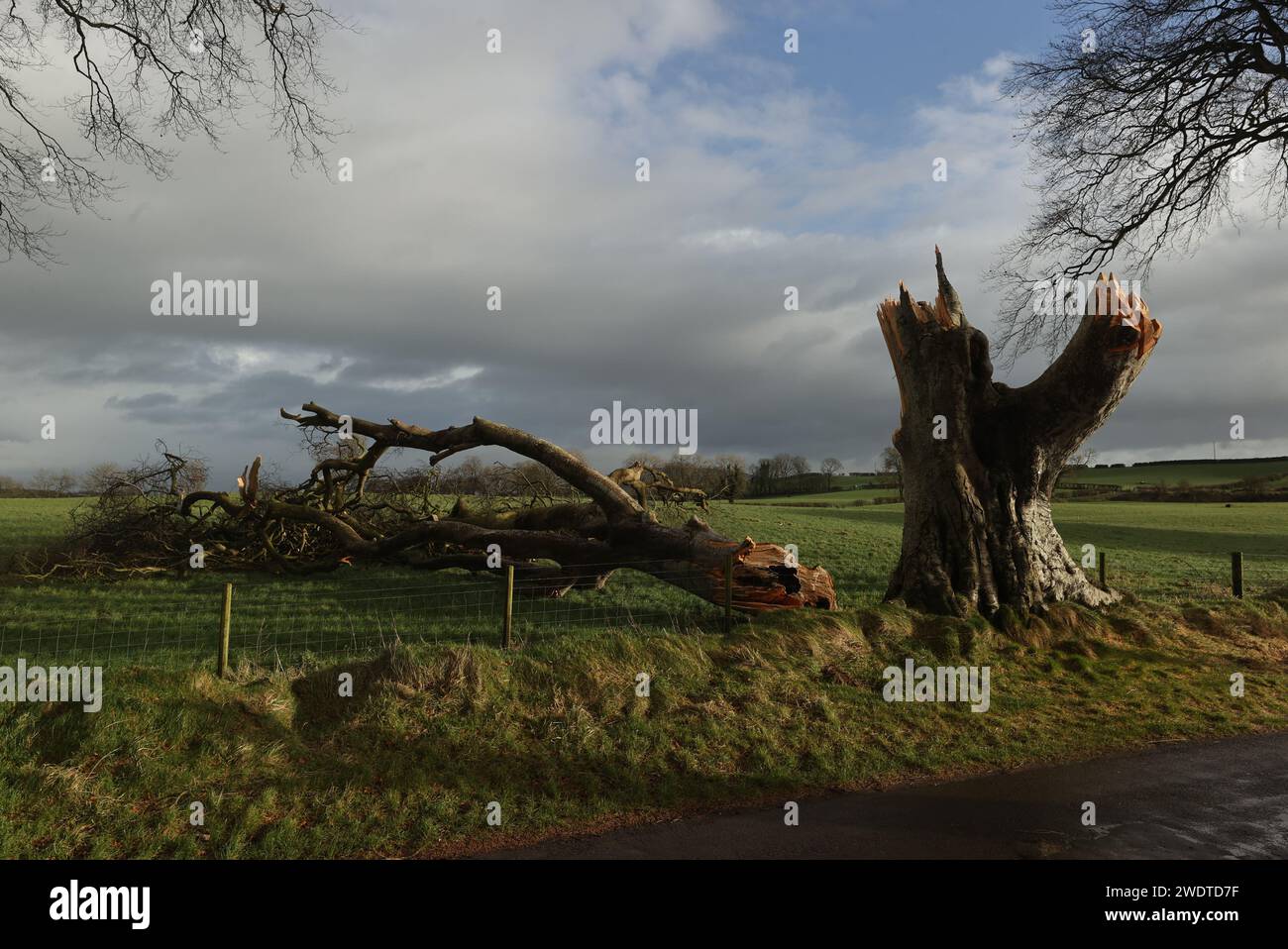 One of a number of trees in Northern Ireland made famous by the TV series Game Of Thrones that ...