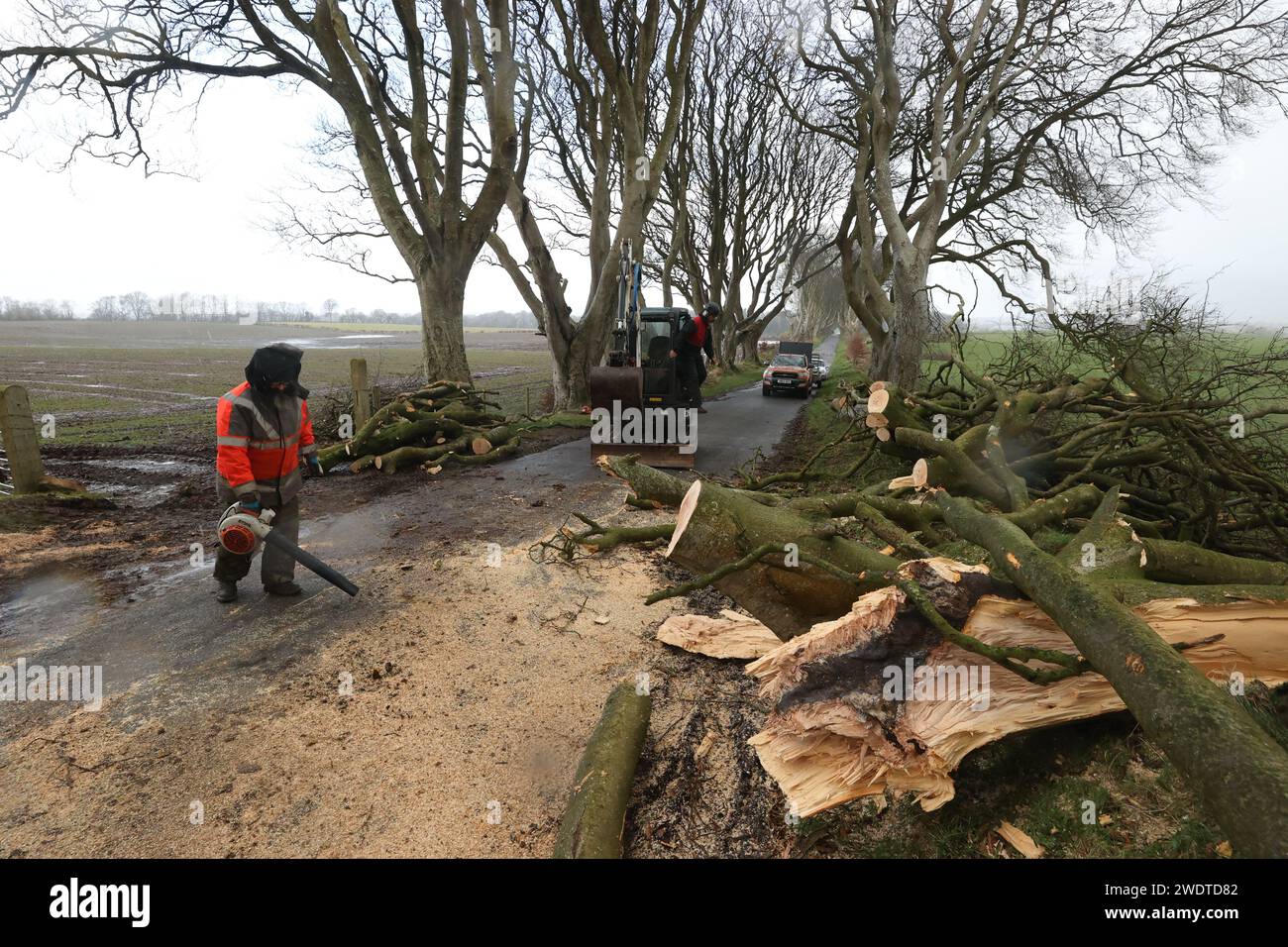One of a number of trees in Northern Ireland made famous by the TV ...