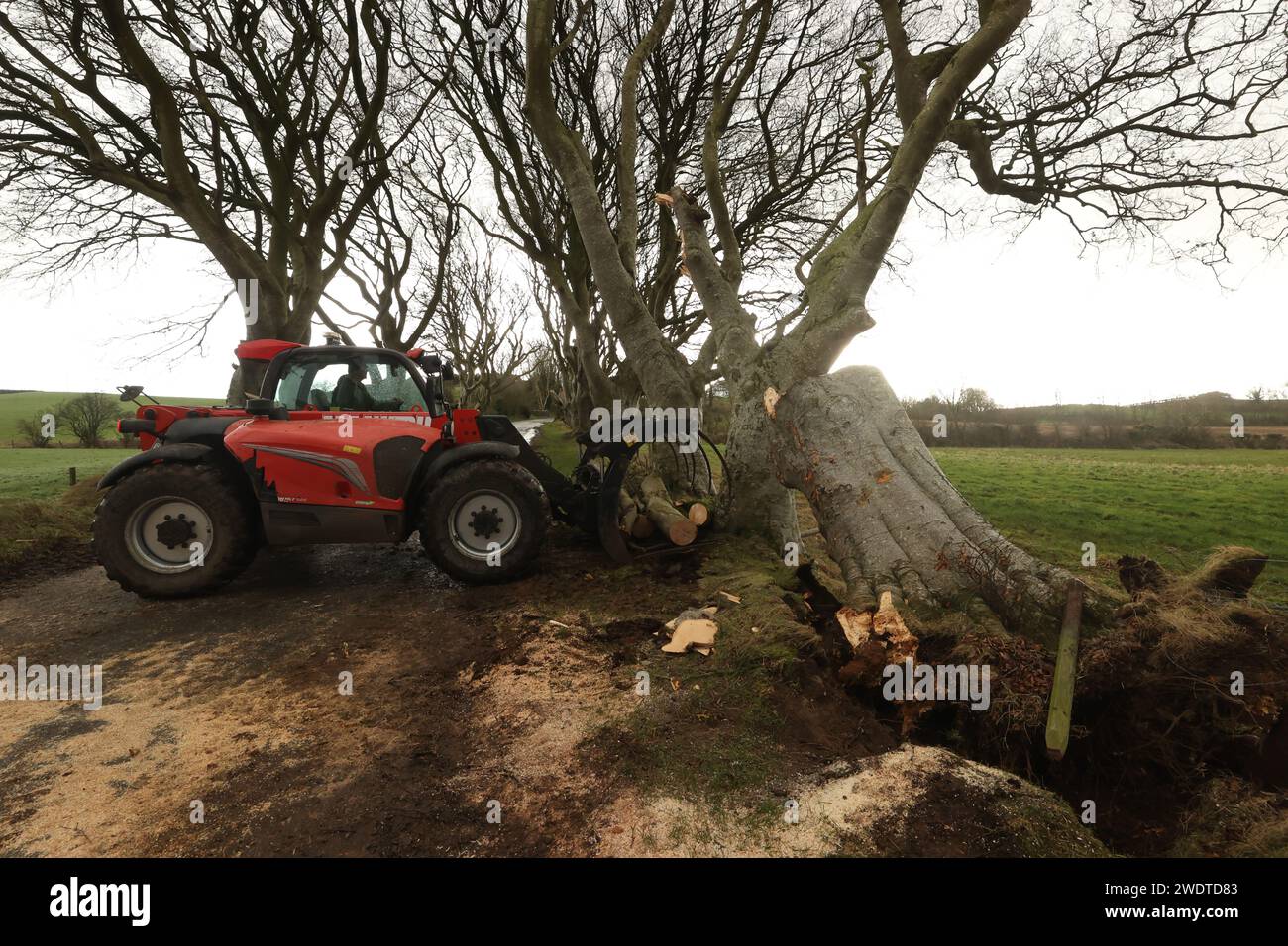 One of a number of trees in Northern Ireland made famous by the TV ...