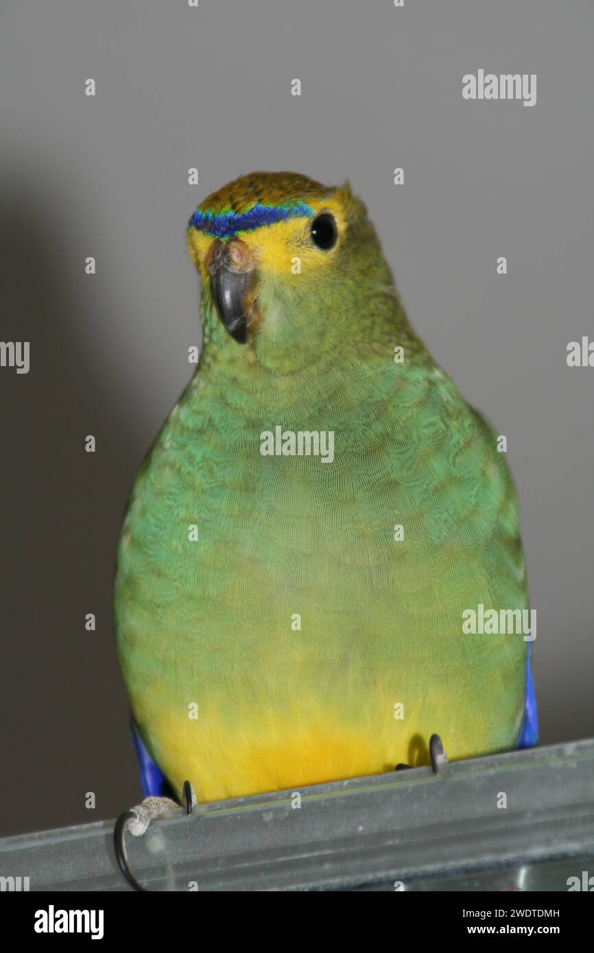 Blue Winged Parot Stock Photo - Alamy