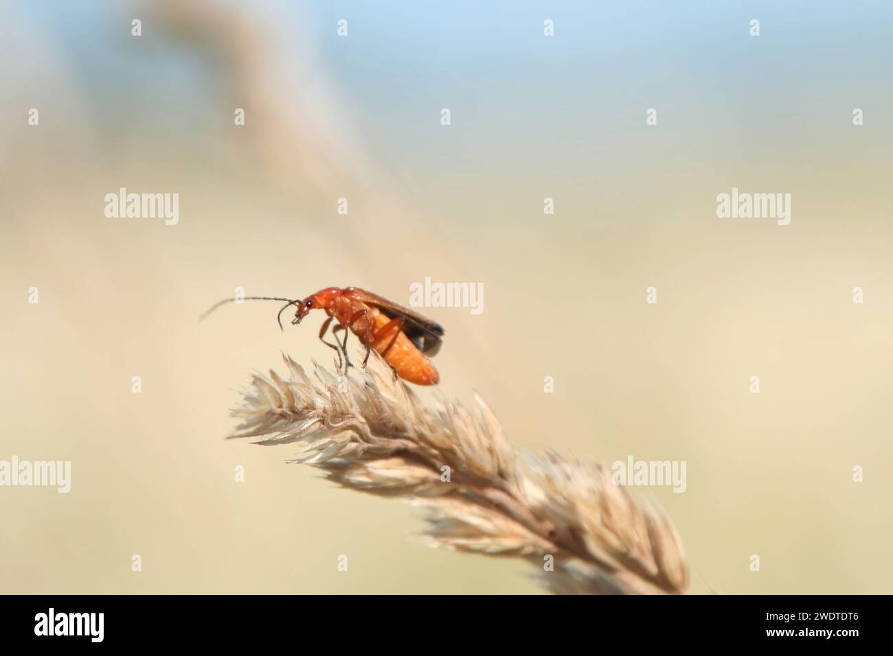 Insekten fotografie hi-res stock photography and images - Alamy