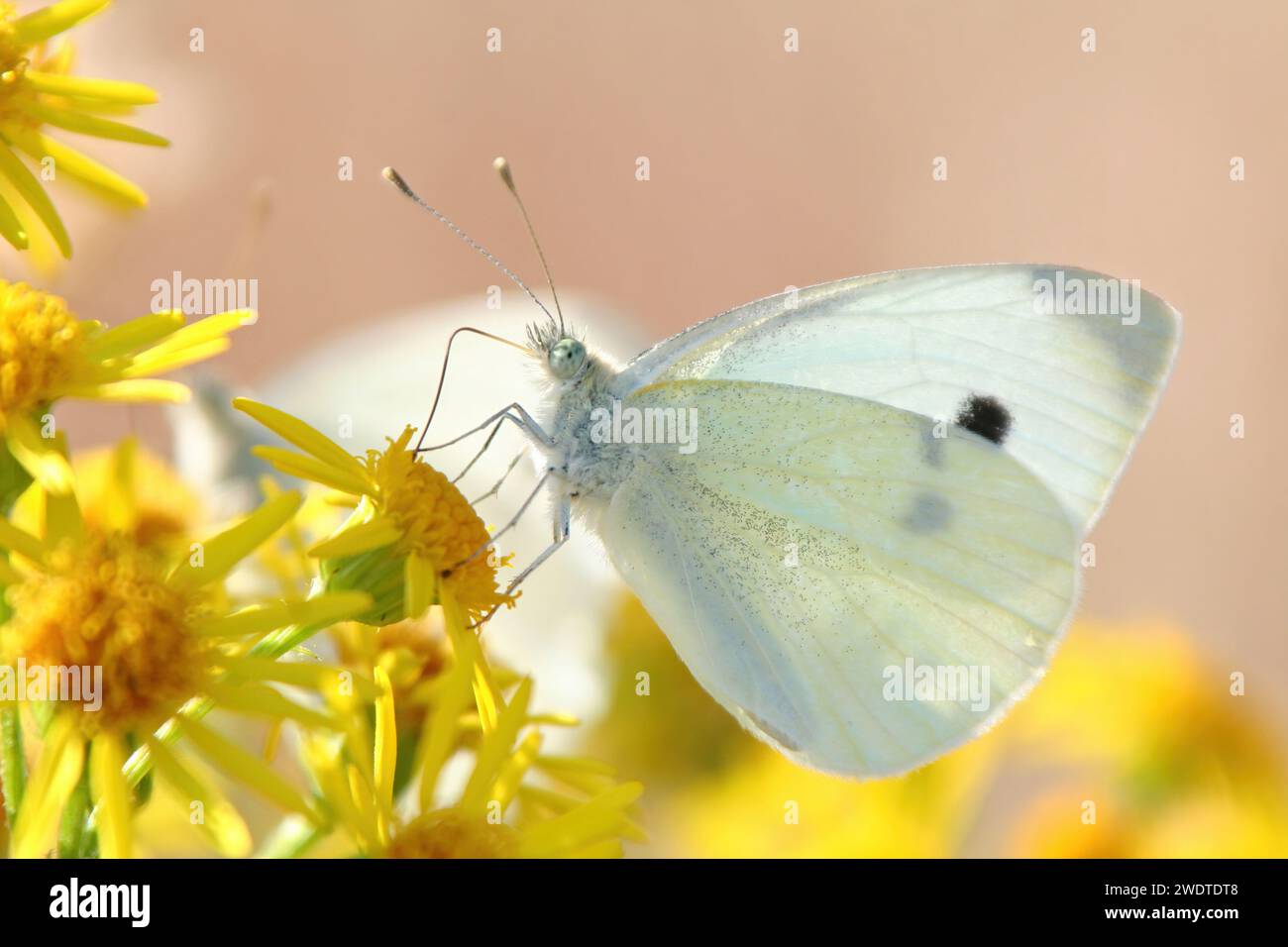 Large Cabbage White Stock Photo - Alamy