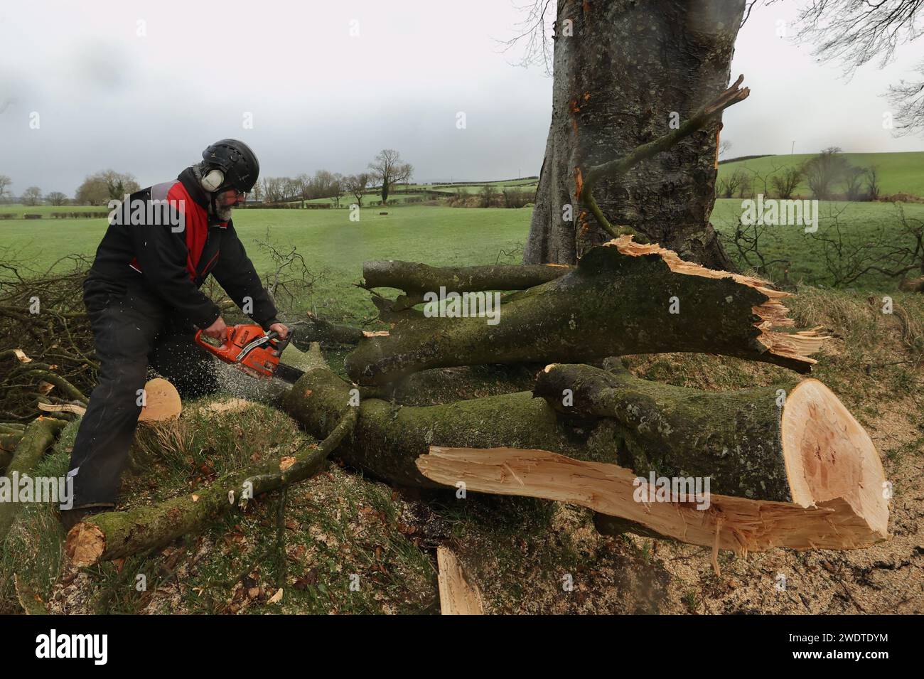 One of a number of trees in Northern Ireland made famous by the TV ...