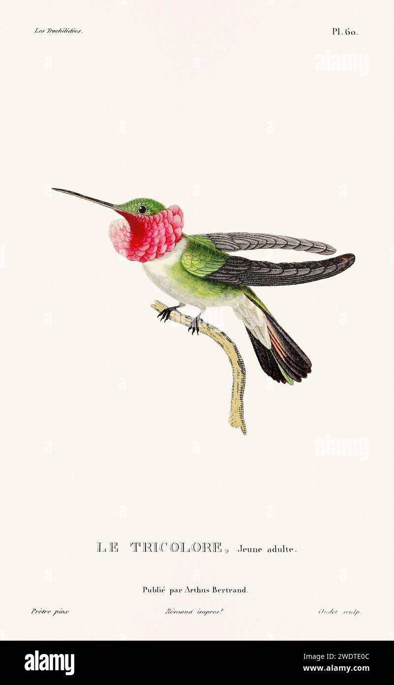 Vintage hummingbird print. 19th-Century French Hummingbird Illustration ...