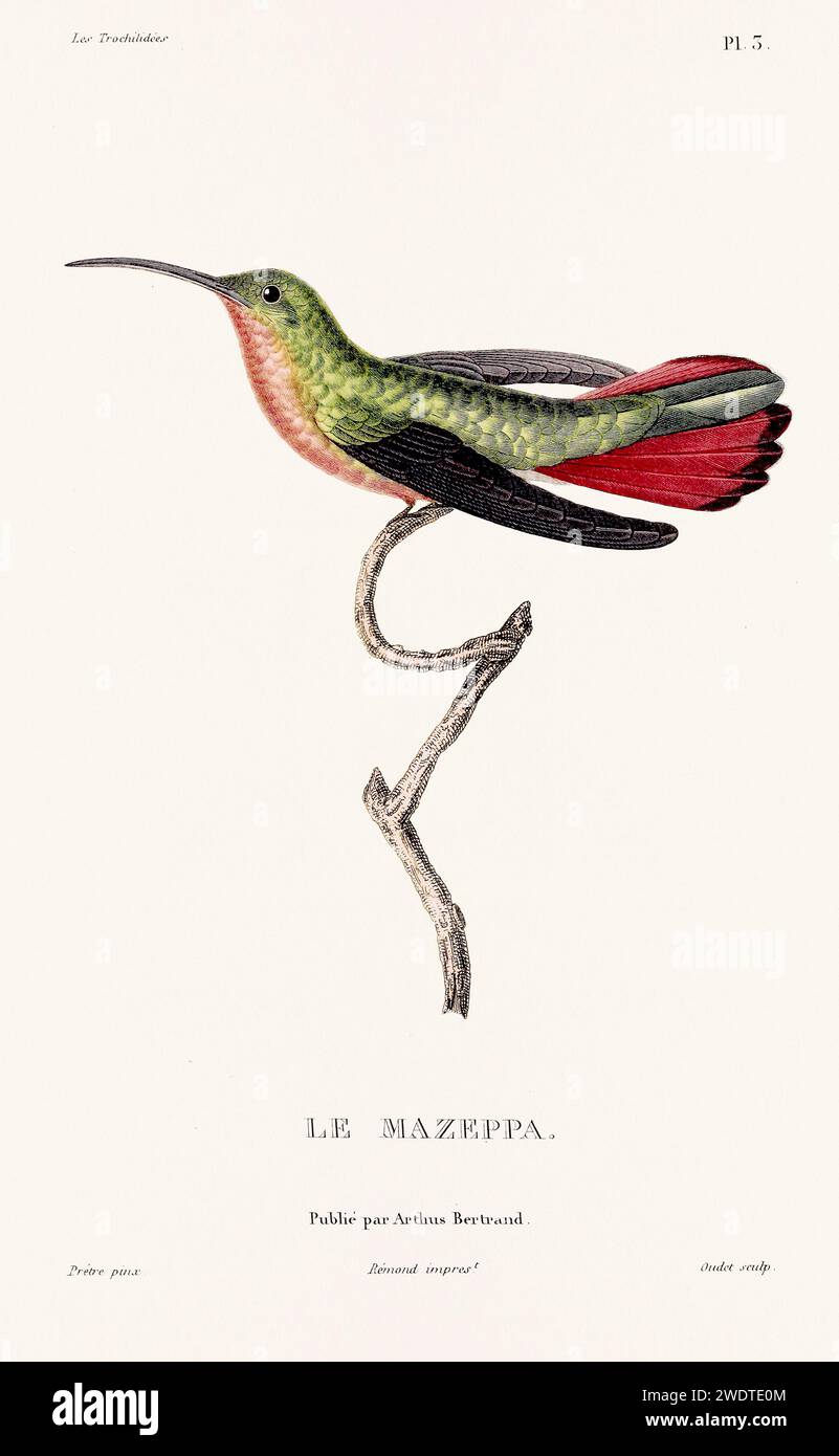 Vintage hummingbird print. 19th-Century French Hummingbird Illustration ...