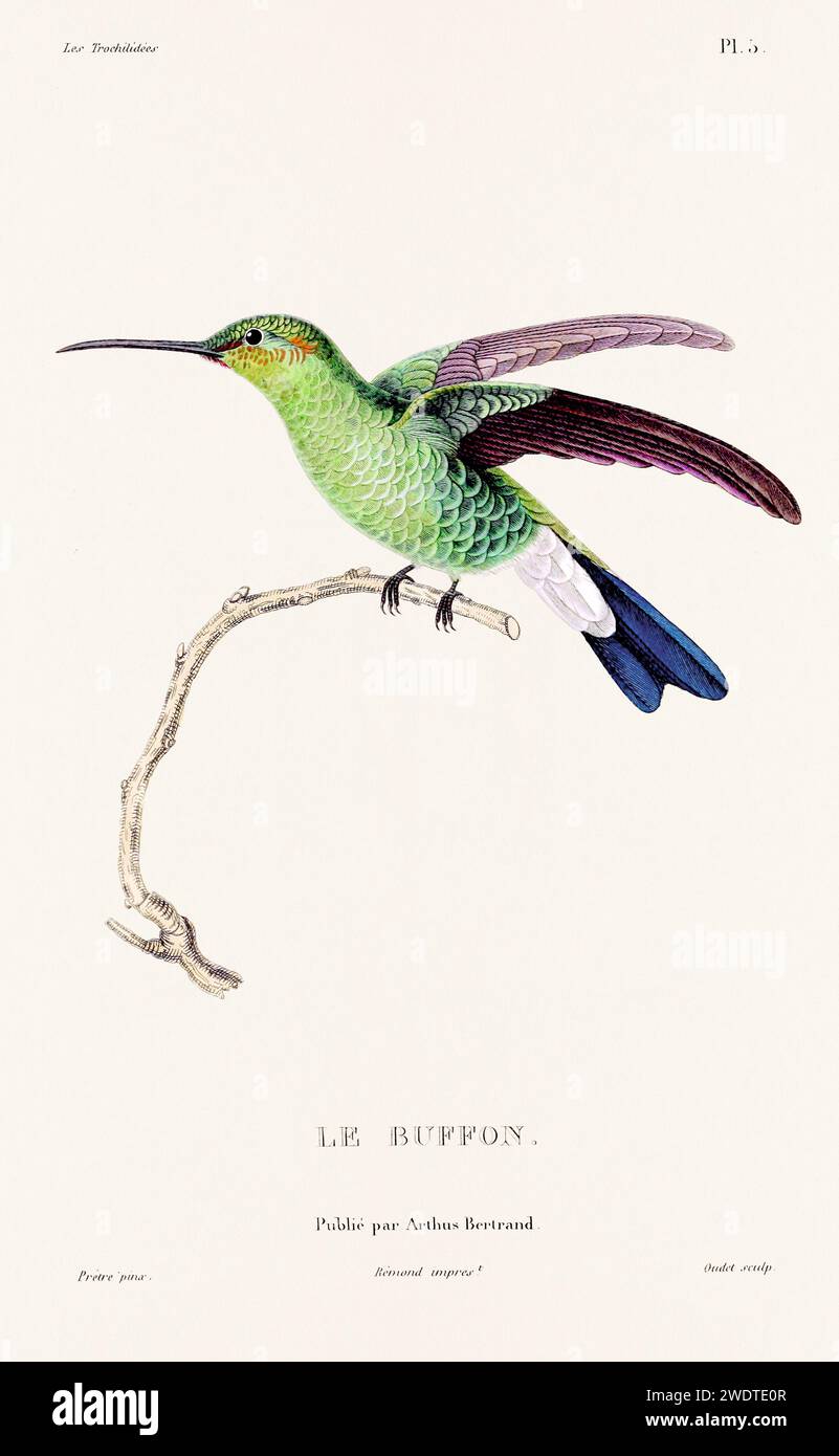 Vintage hummingbird print. 19th-Century French Hummingbird Illustration ...