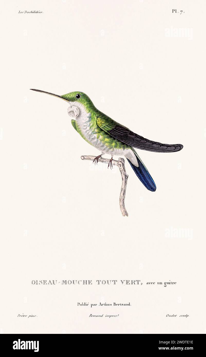 Vintage hummingbird illustration hi-res stock photography and images ...