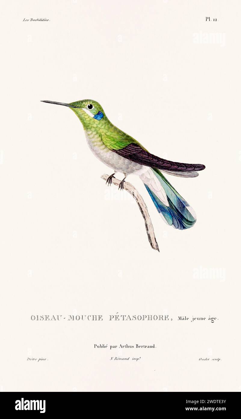 Vintage hummingbird print. 19th-Century French Hummingbird Illustration ...
