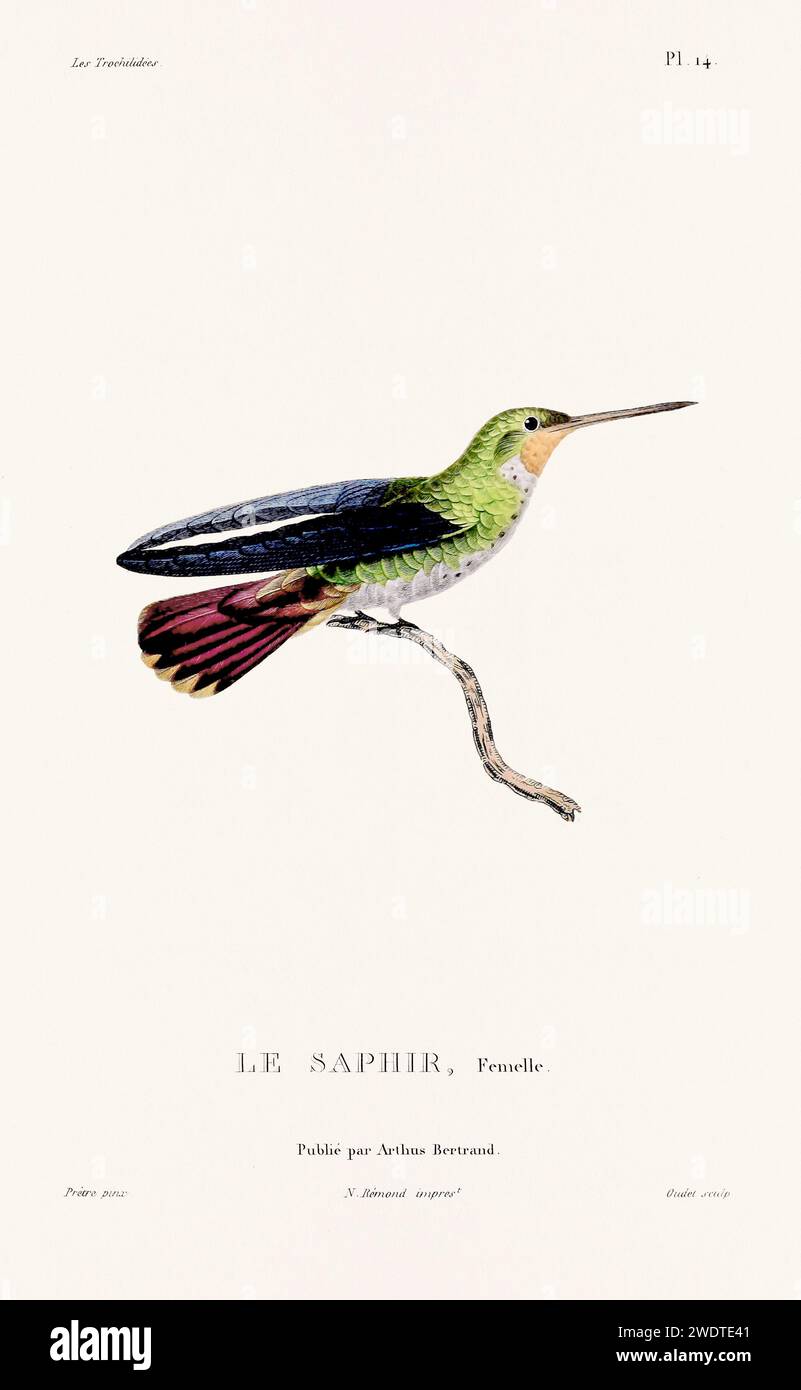 Vintage hummingbird print. 19th-Century French Hummingbird Illustration ...