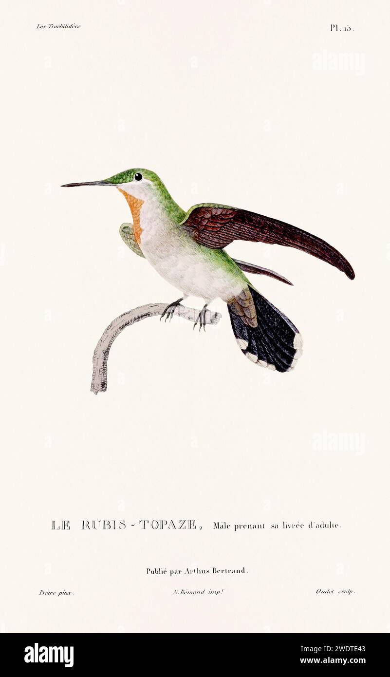 Vintage hummingbird print. 19th-Century French Hummingbird Illustration ...