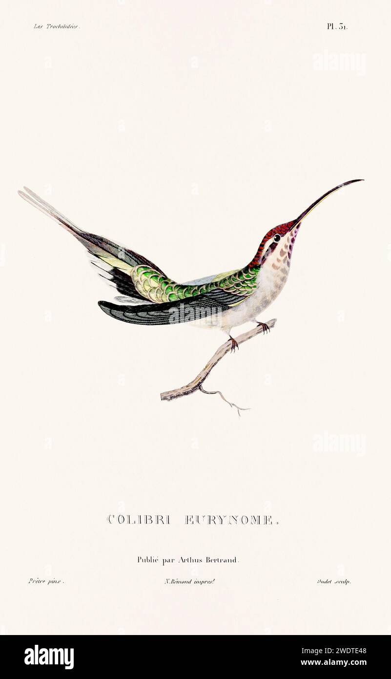 Vintage hummingbird print. 19th-Century French Hummingbird Illustration ...