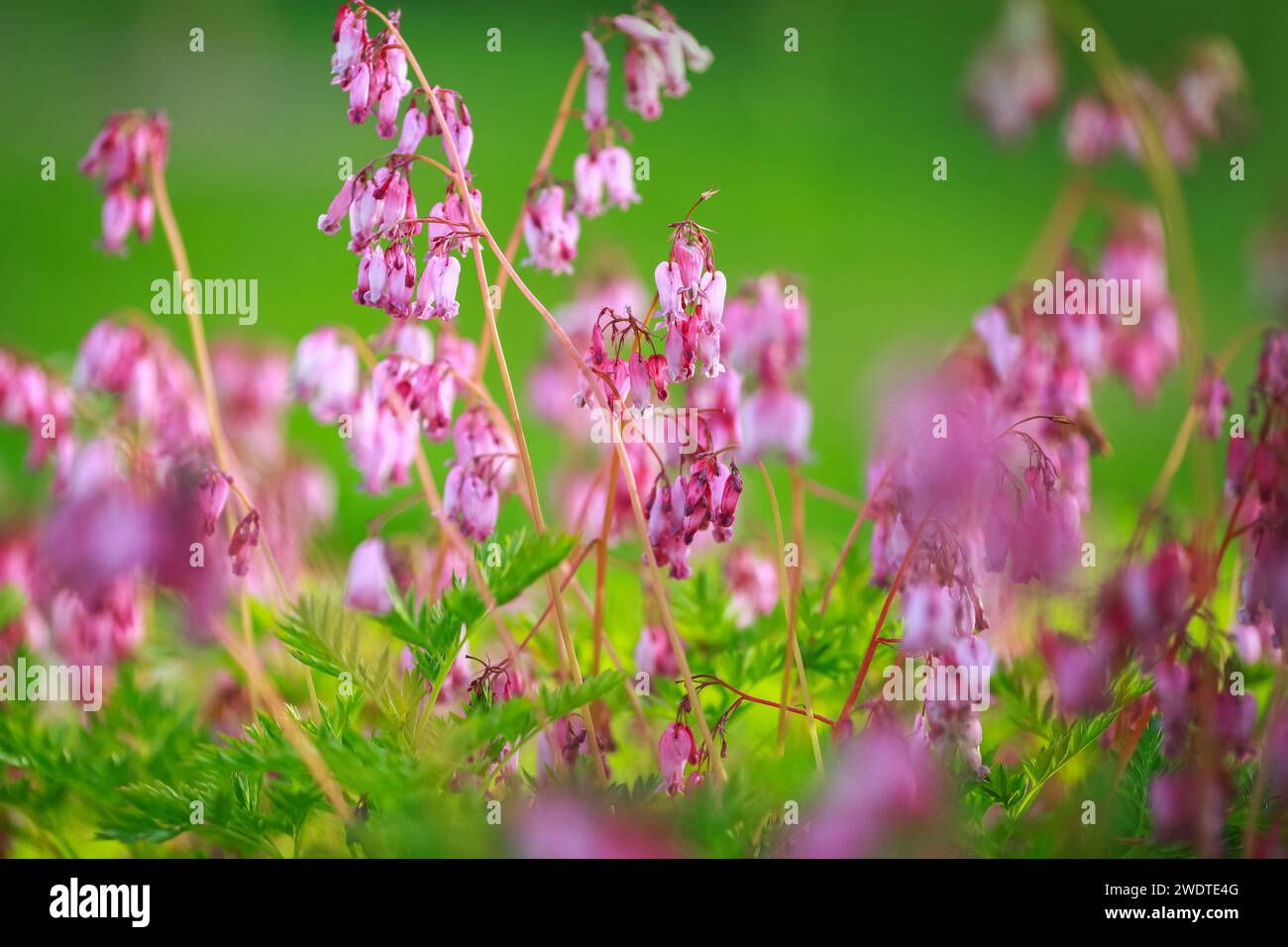 Dicentra formosa (western, wild or Pacific bleeding heart) is a ...