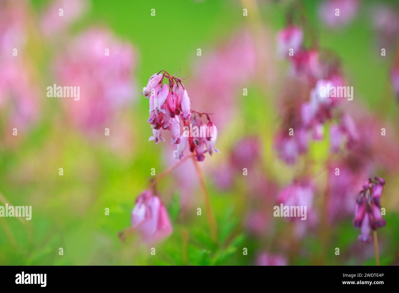 Dicentra formosa (western, wild or Pacific bleeding heart) is a ...