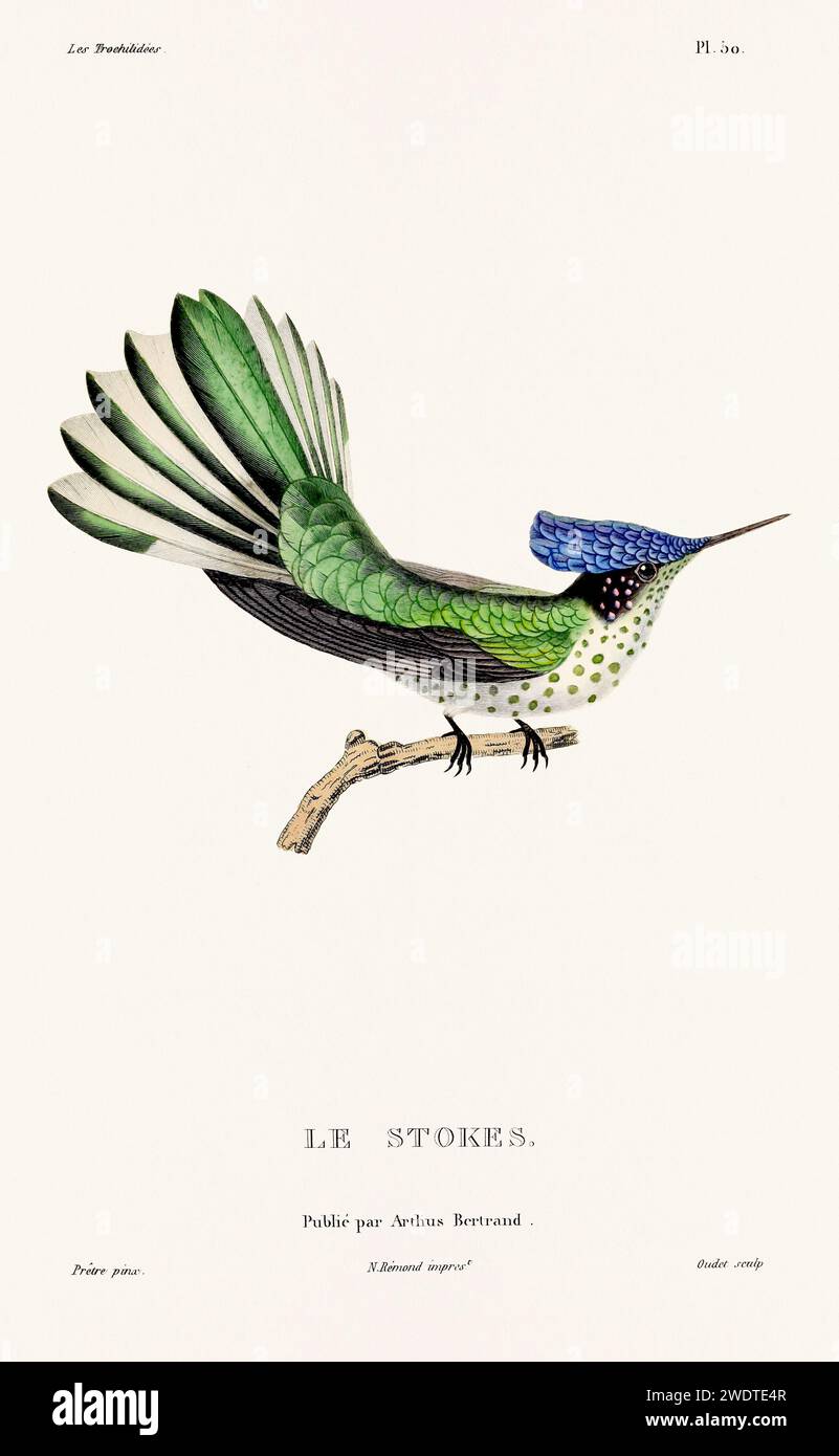 Vintage hummingbird print. 19th-Century French Hummingbird Illustration ...