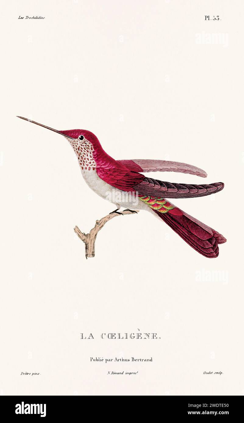Vintage hummingbird print. 19th-Century French Hummingbird Illustration ...