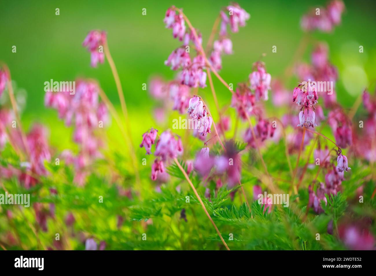 Dicentra formosa (western, wild or Pacific bleeding heart) is a ...