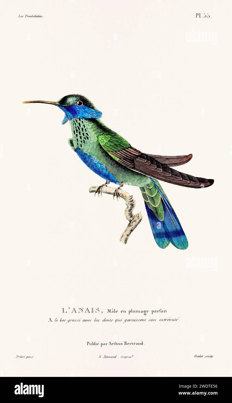 Vintage hummingbird print. 19th-Century French Hummingbird Illustration ...