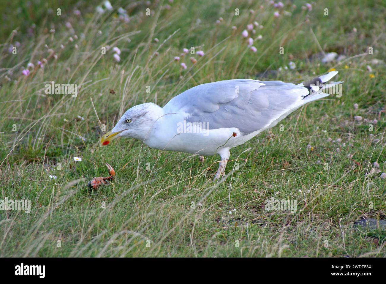 European Herring Gull with European green crab Stock Photo - Alamy