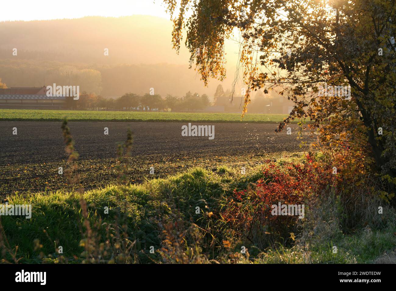 Baum silhouette landschaft hi-res stock photography and images - Alamy