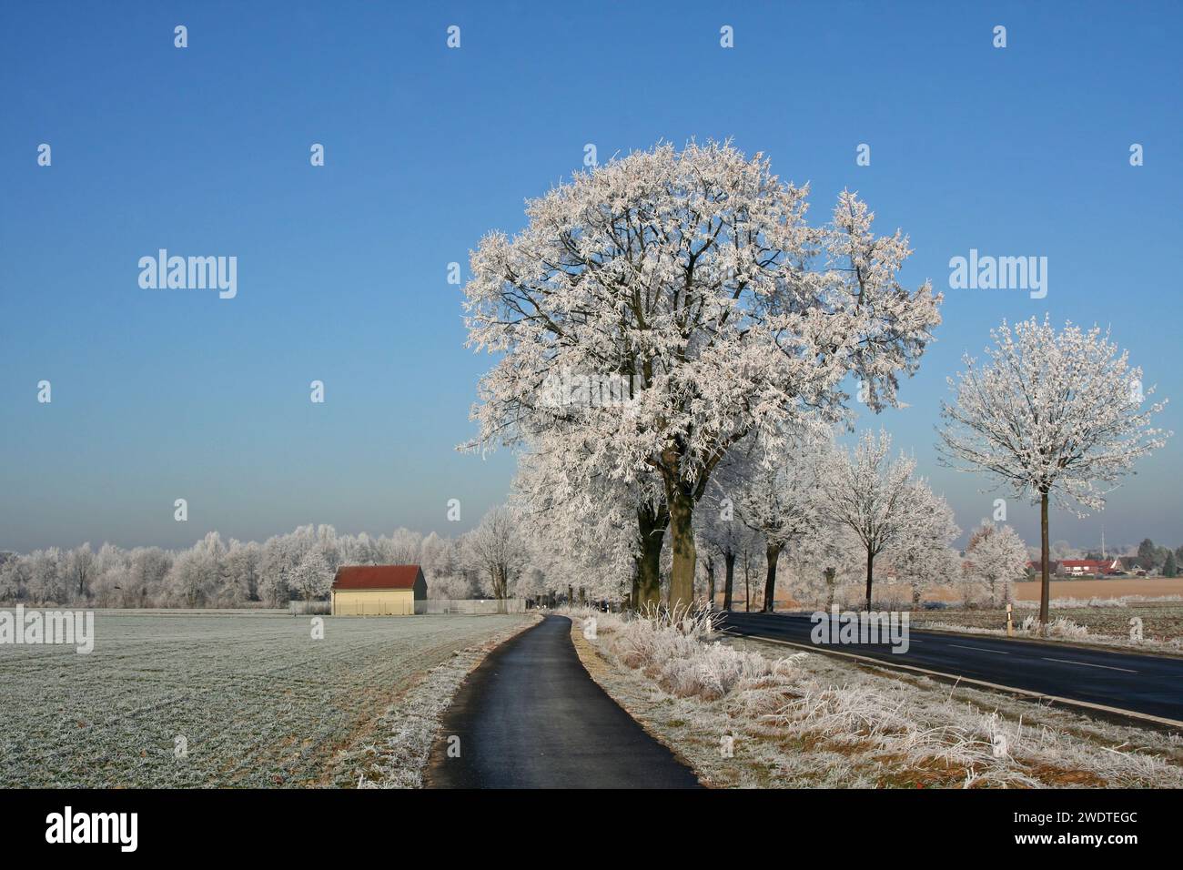 Trees with Whitefrost Stock Photo - Alamy