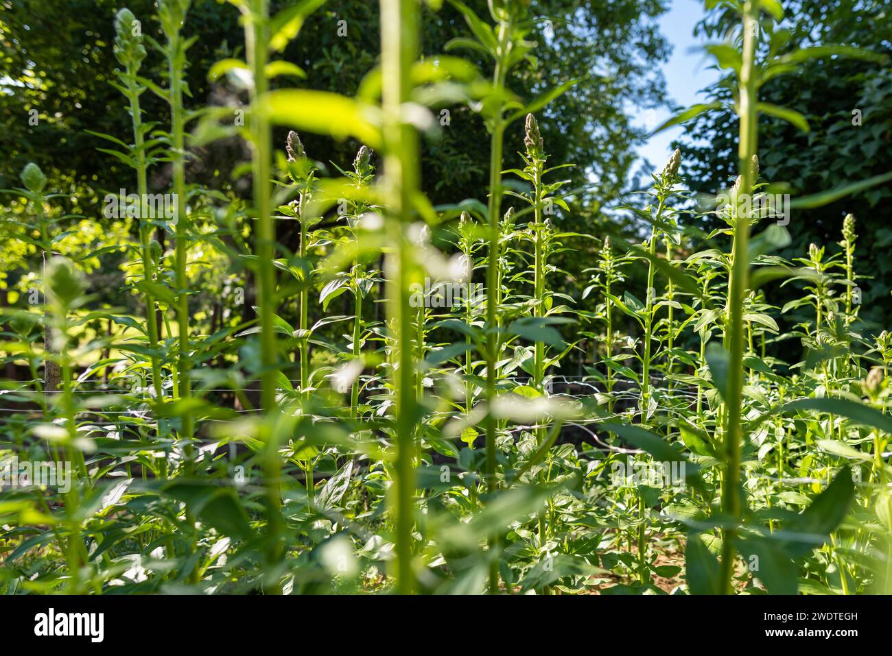 Cut flower netting. Plant support net. Using plastic garden netting to ...