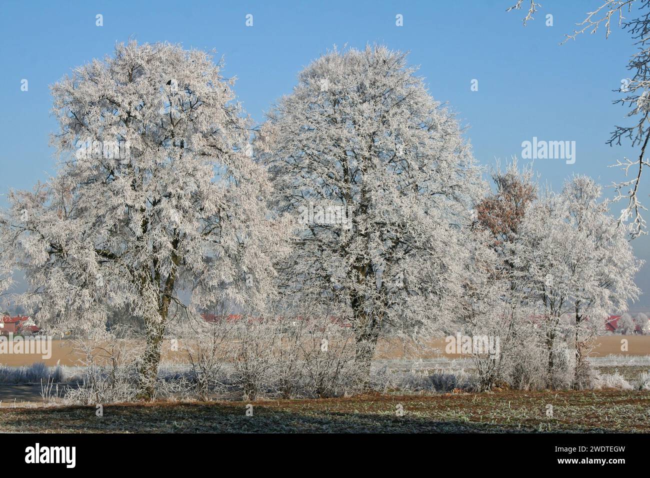 Trees with Whitefrost Stock Photo - Alamy