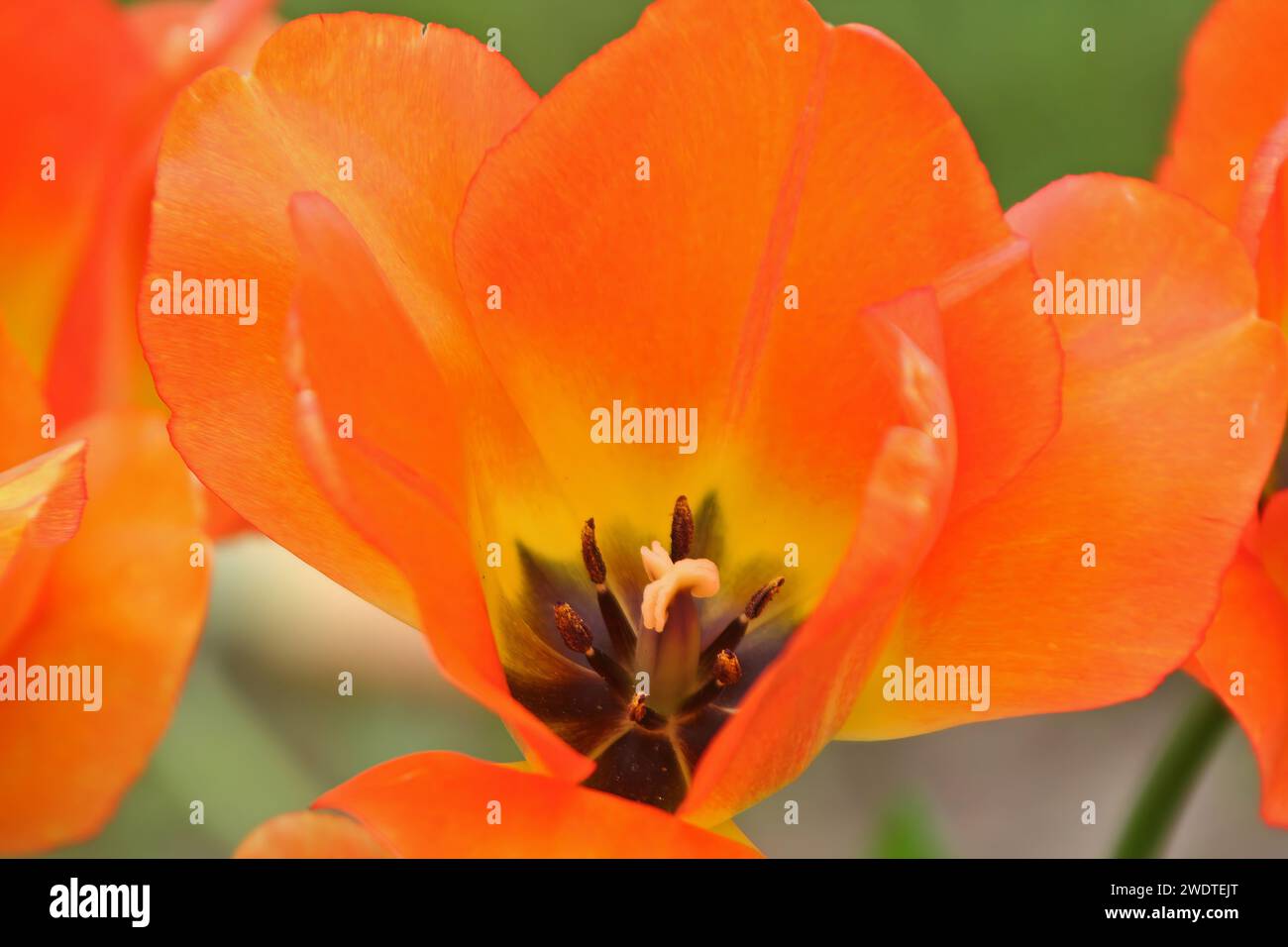 Tulpe tulpen tulipa liliaceae hi-res stock photography and images - Alamy