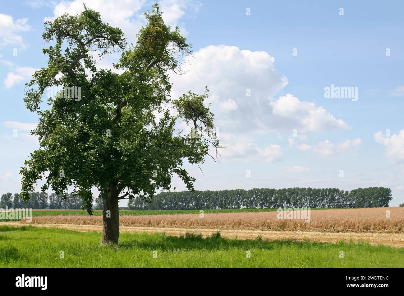 Apple tree allee hi-res stock photography and images - Alamy