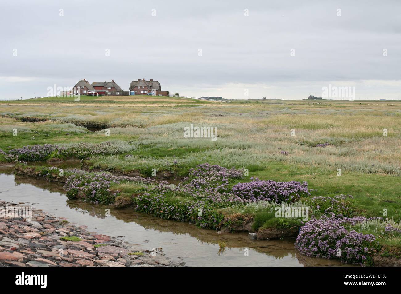 Hallig Hooge, Germany Stock Photo - Alamy