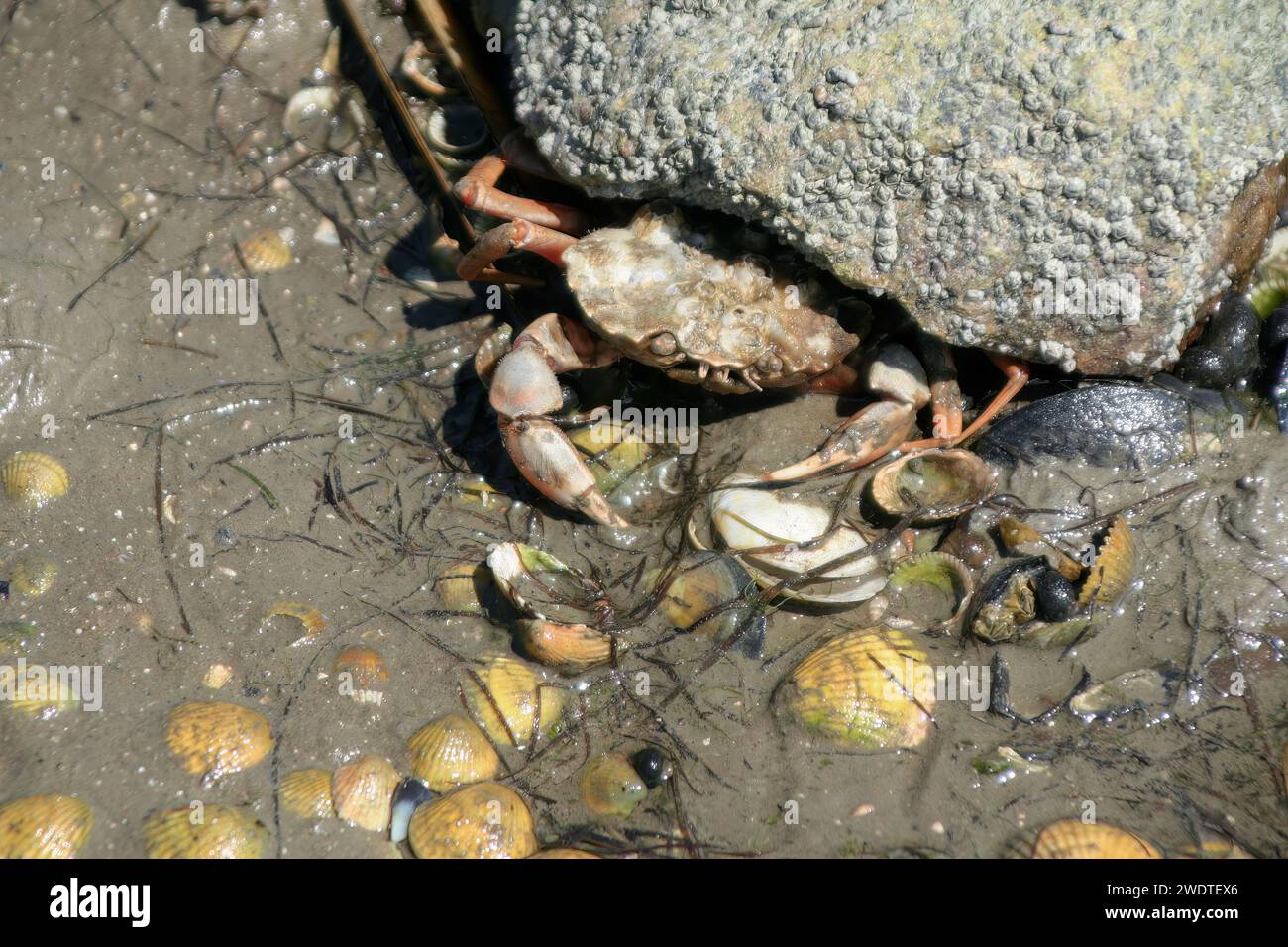European green crab hi-res stock photography and images - Alamy