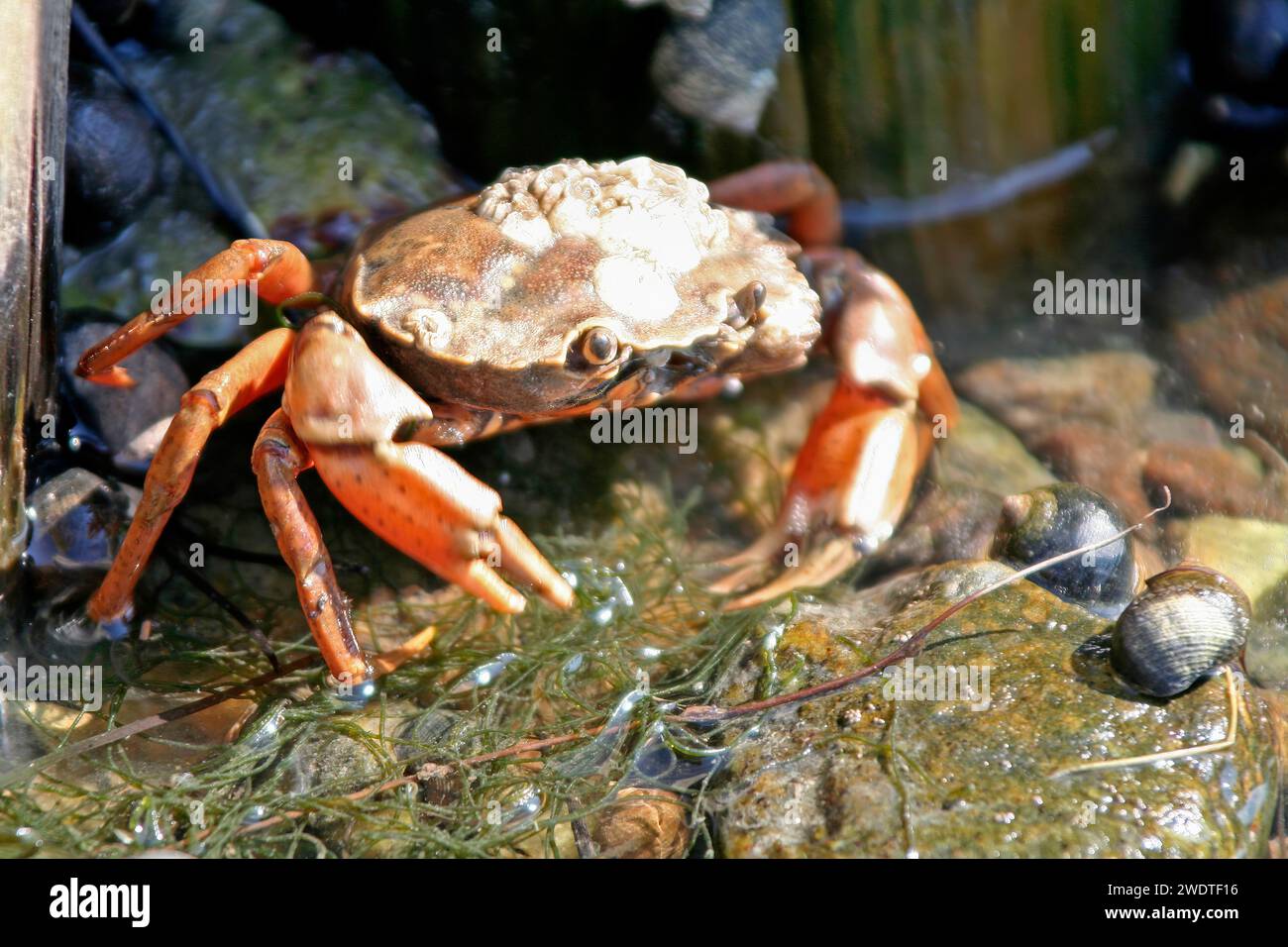 European green crab hi-res stock photography and images - Alamy