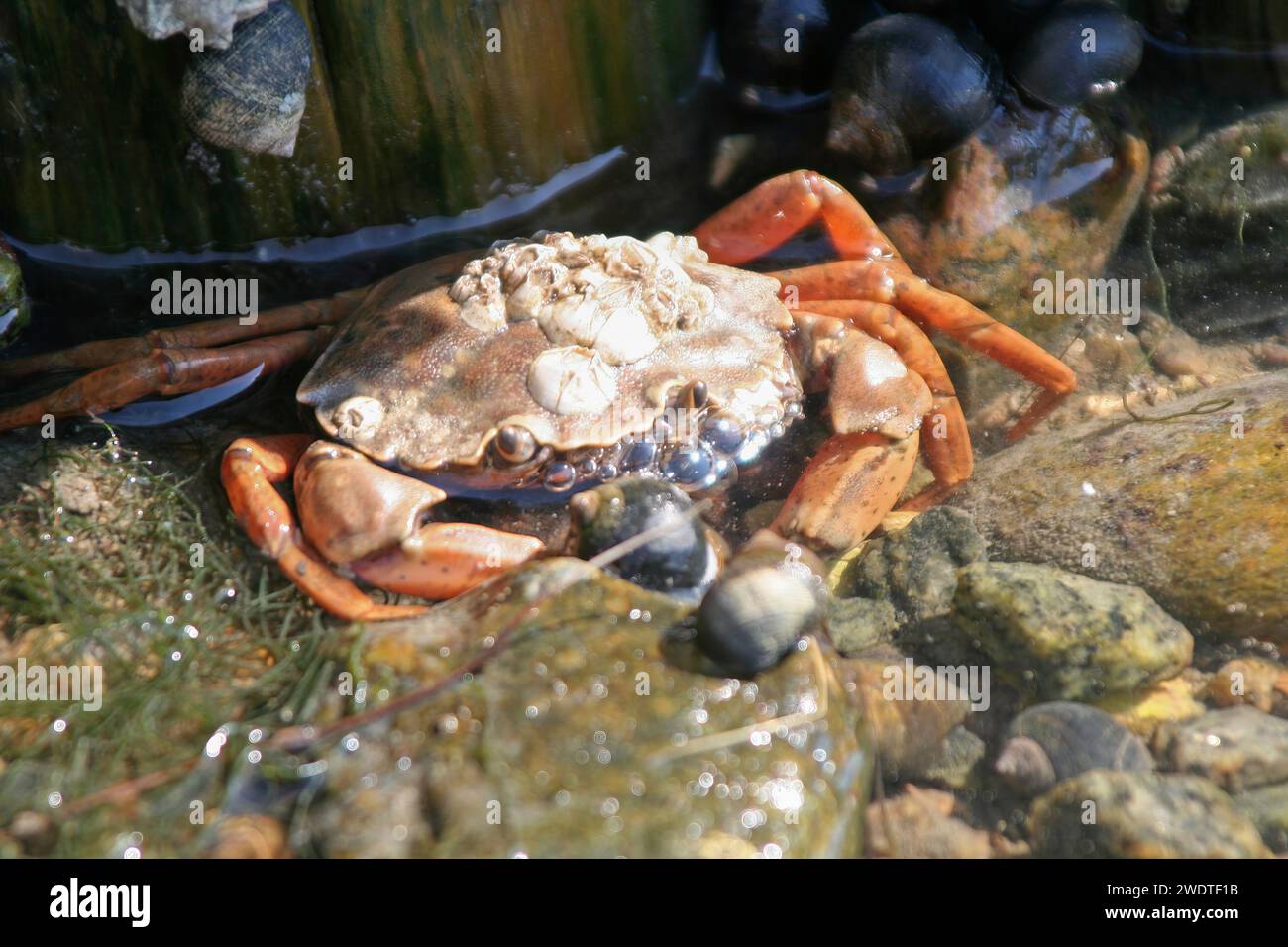 European green crab hi-res stock photography and images - Alamy
