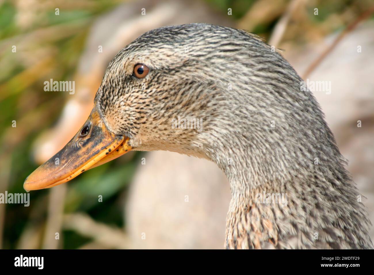 Eigentliche ente hi-res stock photography and images - Alamy
