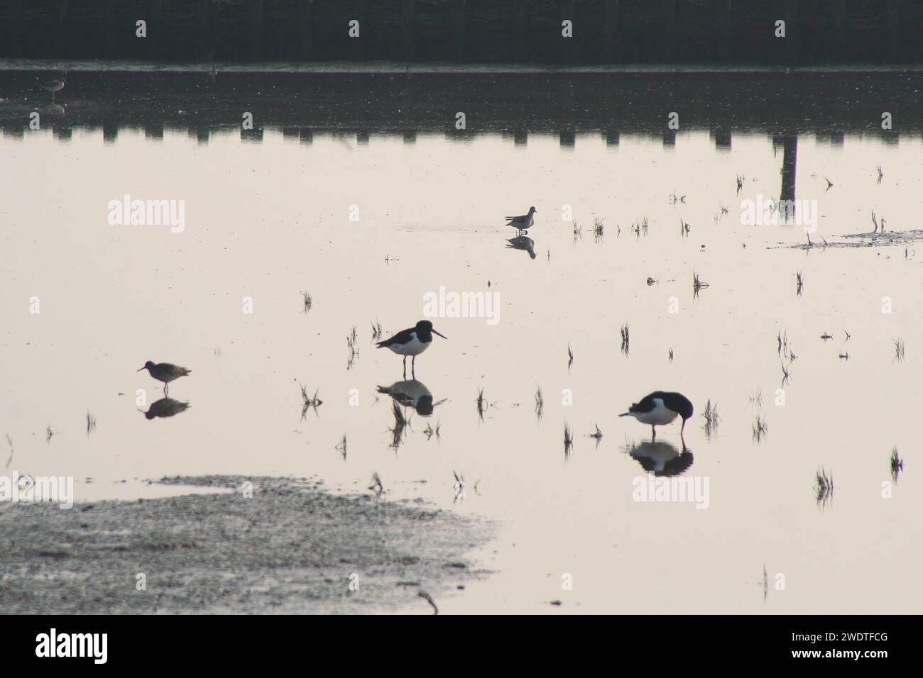 Charidriidae hi-res stock photography and images - Alamy