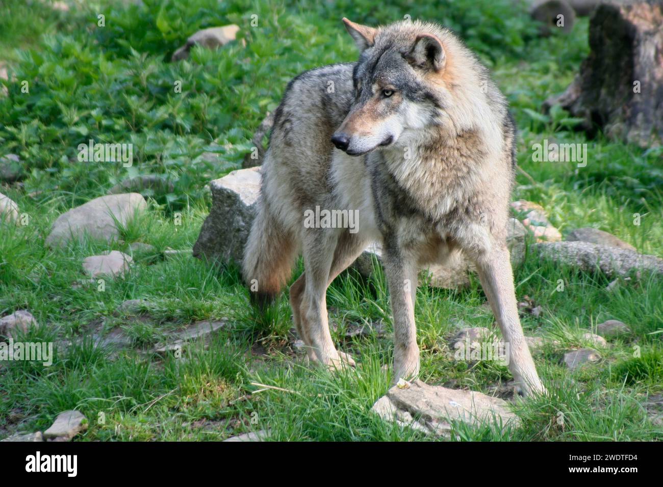 Eurasian Grey Wolf Stock Photo - Alamy