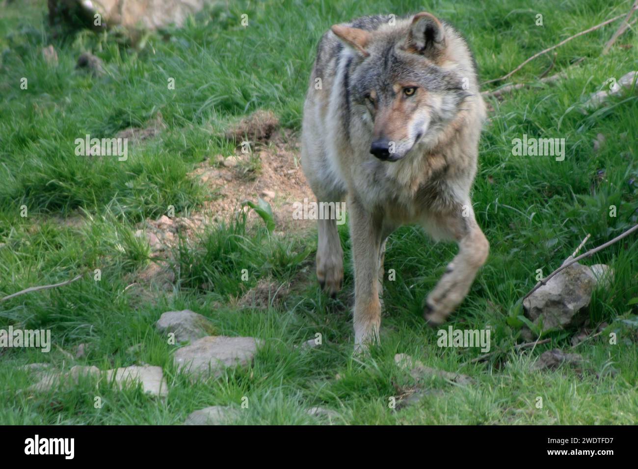 Eurasian Grey Wolf Stock Photo - Alamy
