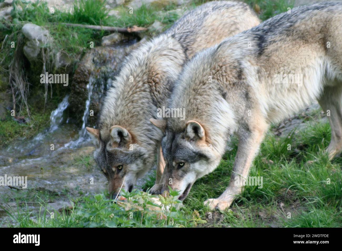 Eurasian Grey Wolf Stock Photo - Alamy