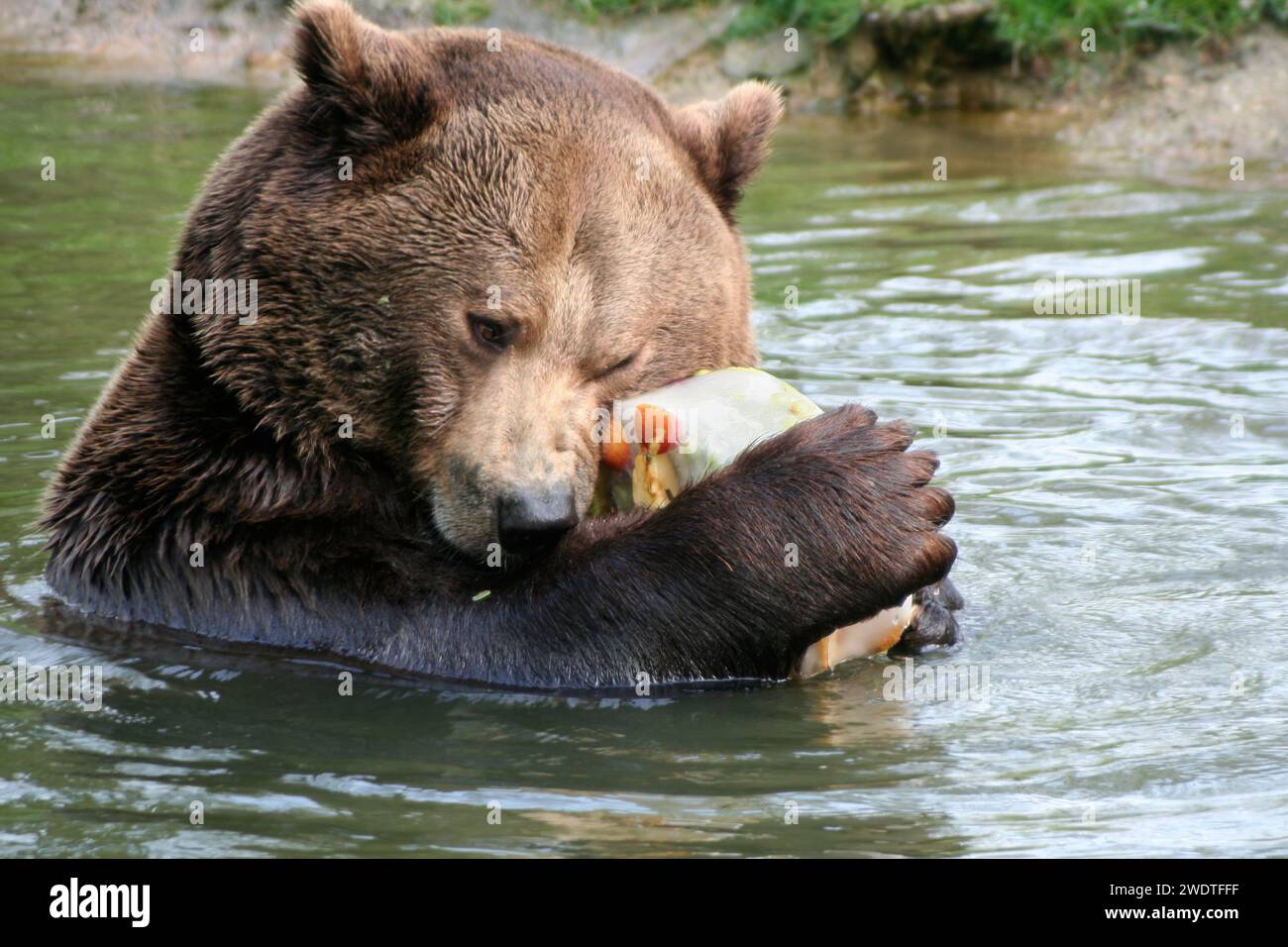 Baren bear hi-res stock photography and images - Alamy
