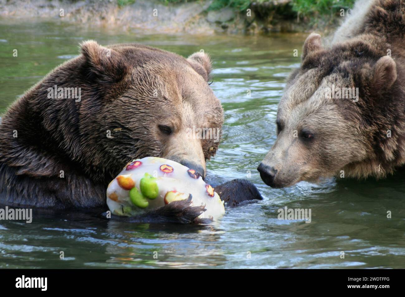 Braunbar ursus arctos brown bear hi-res stock photography and images - Alamy