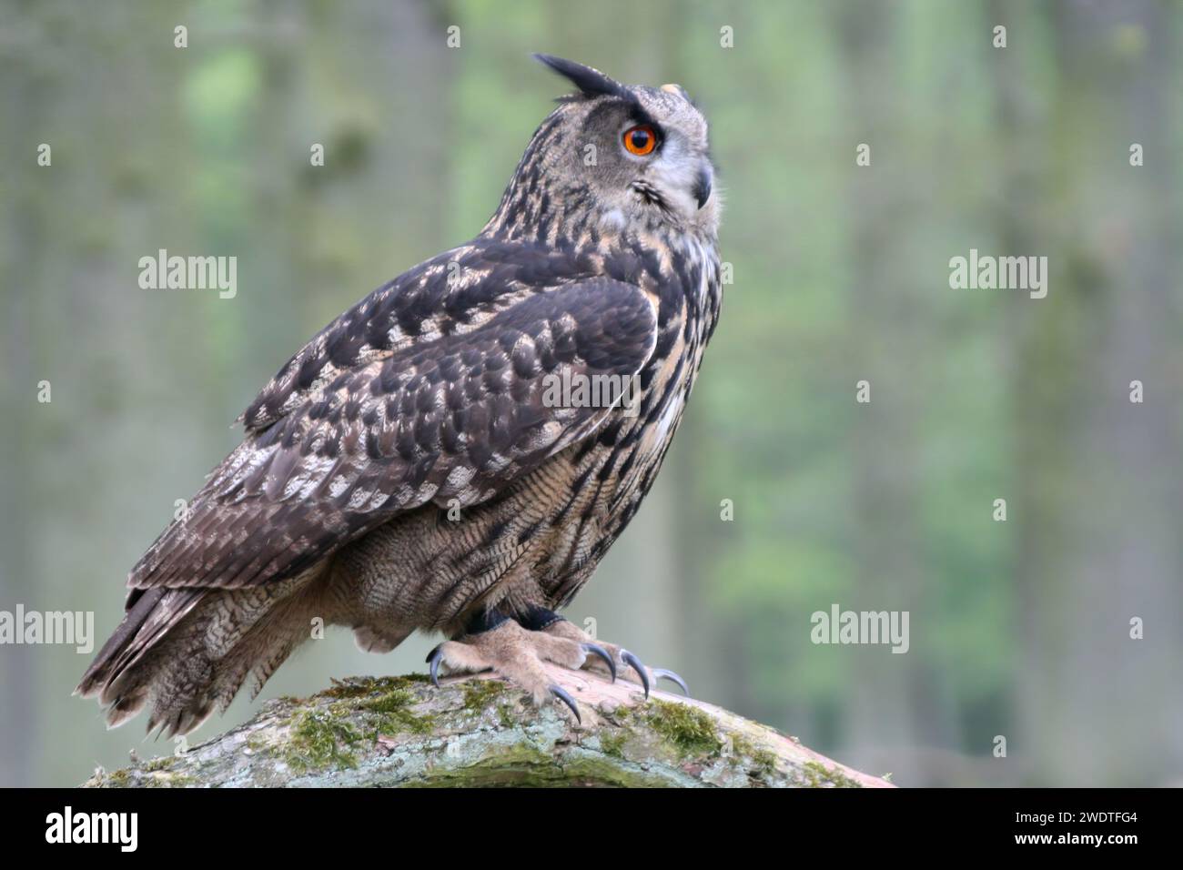 Eigentliche eulen hi-res stock photography and images - Alamy