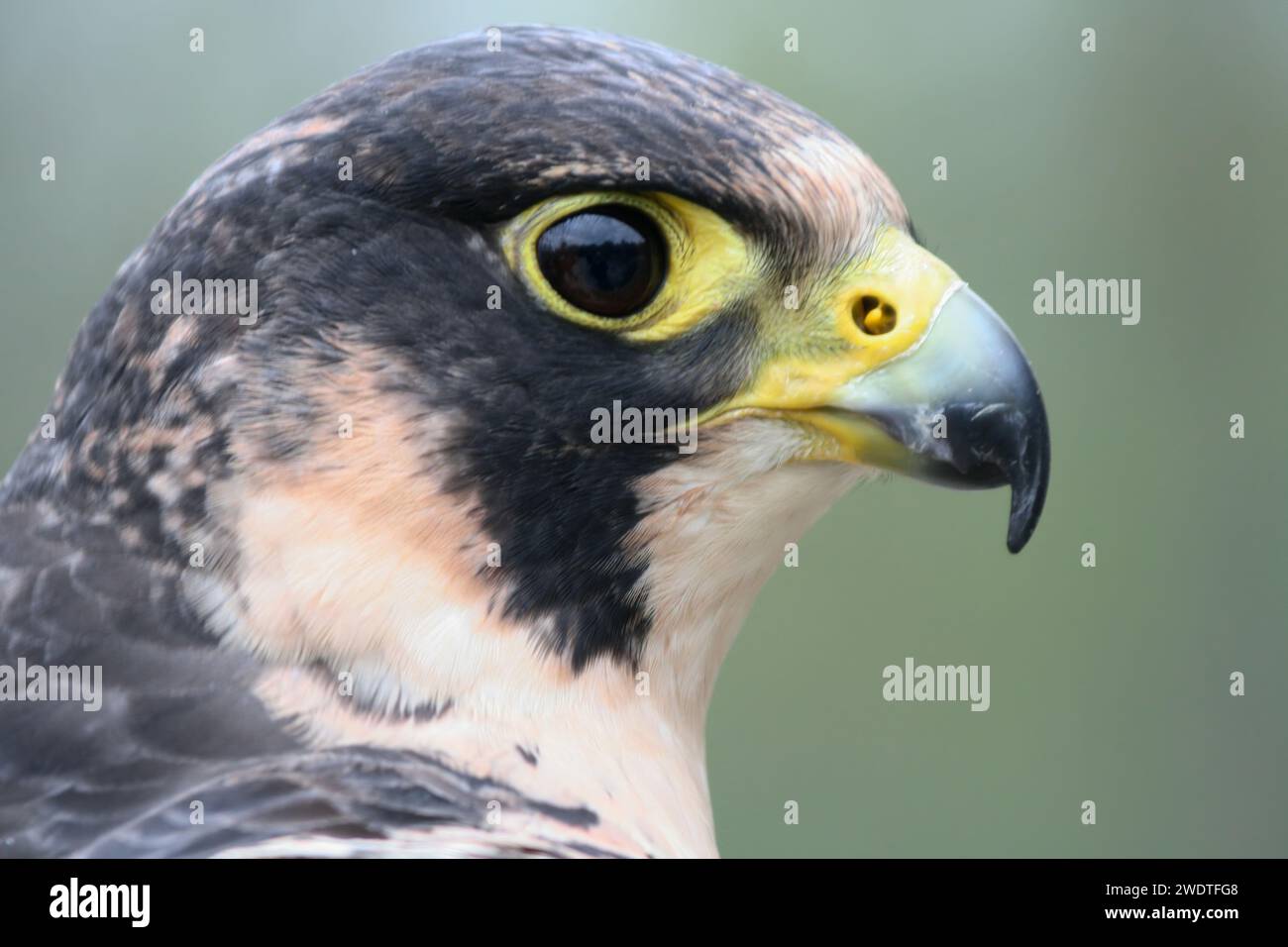 Lower falcon hi-res stock photography and images - Alamy