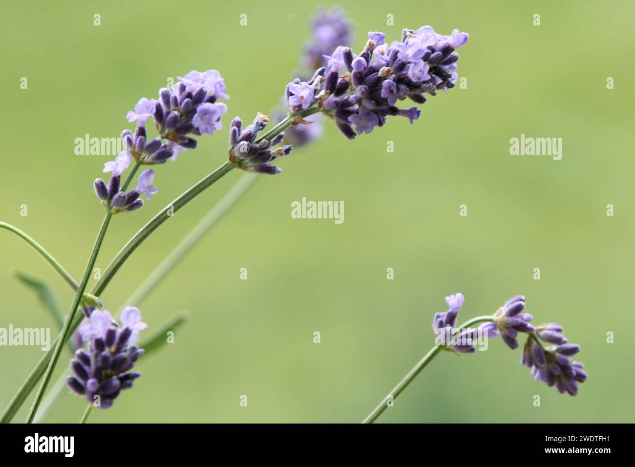 Lila blue hi-res stock photography and images - Alamy