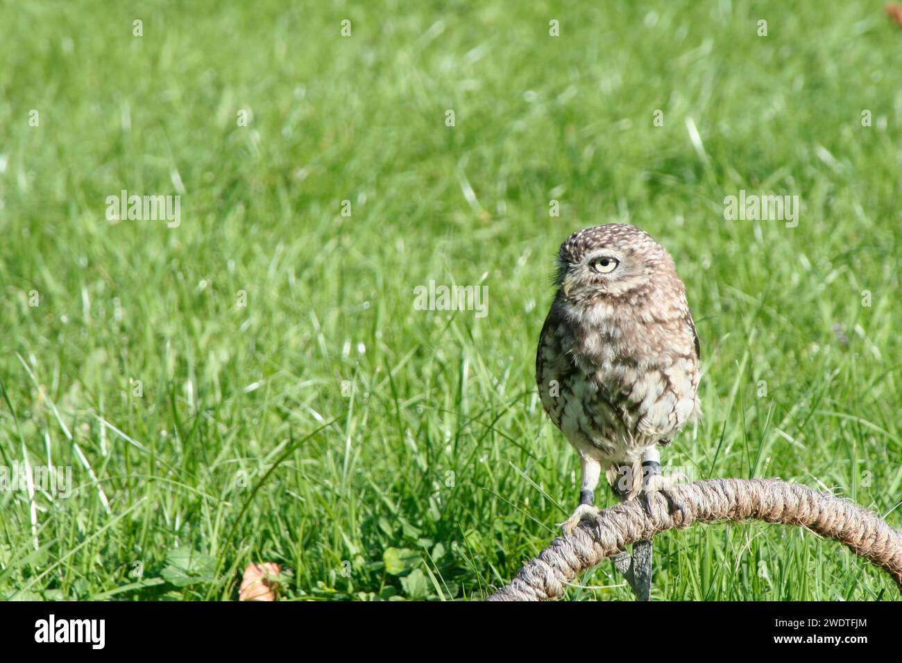 Eule minerva hi-res stock photography and images - Alamy